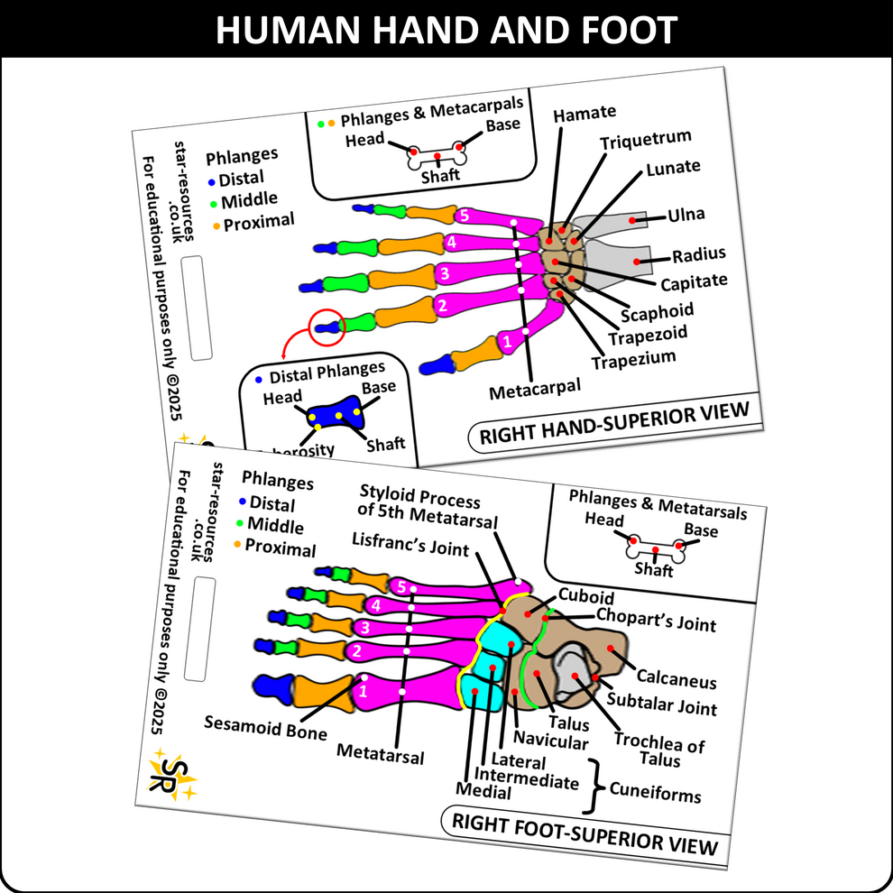 Anatomy - Hand and Foot Bones ID Badge Card – StarResources